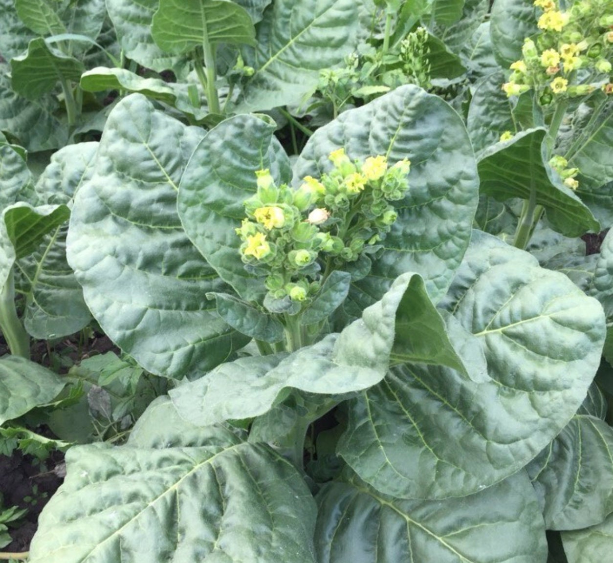 Tobacco Shag Tall Green 30/100/500 Pcs Fresh Seeds Nicotiana - Etsy