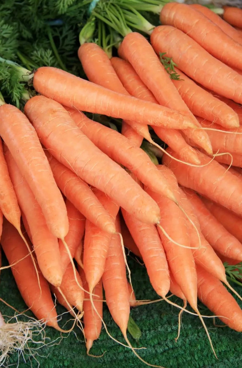 Organic Carrot Seeds Variety Pack Healthy Home-grown Vitamins, Easy ...