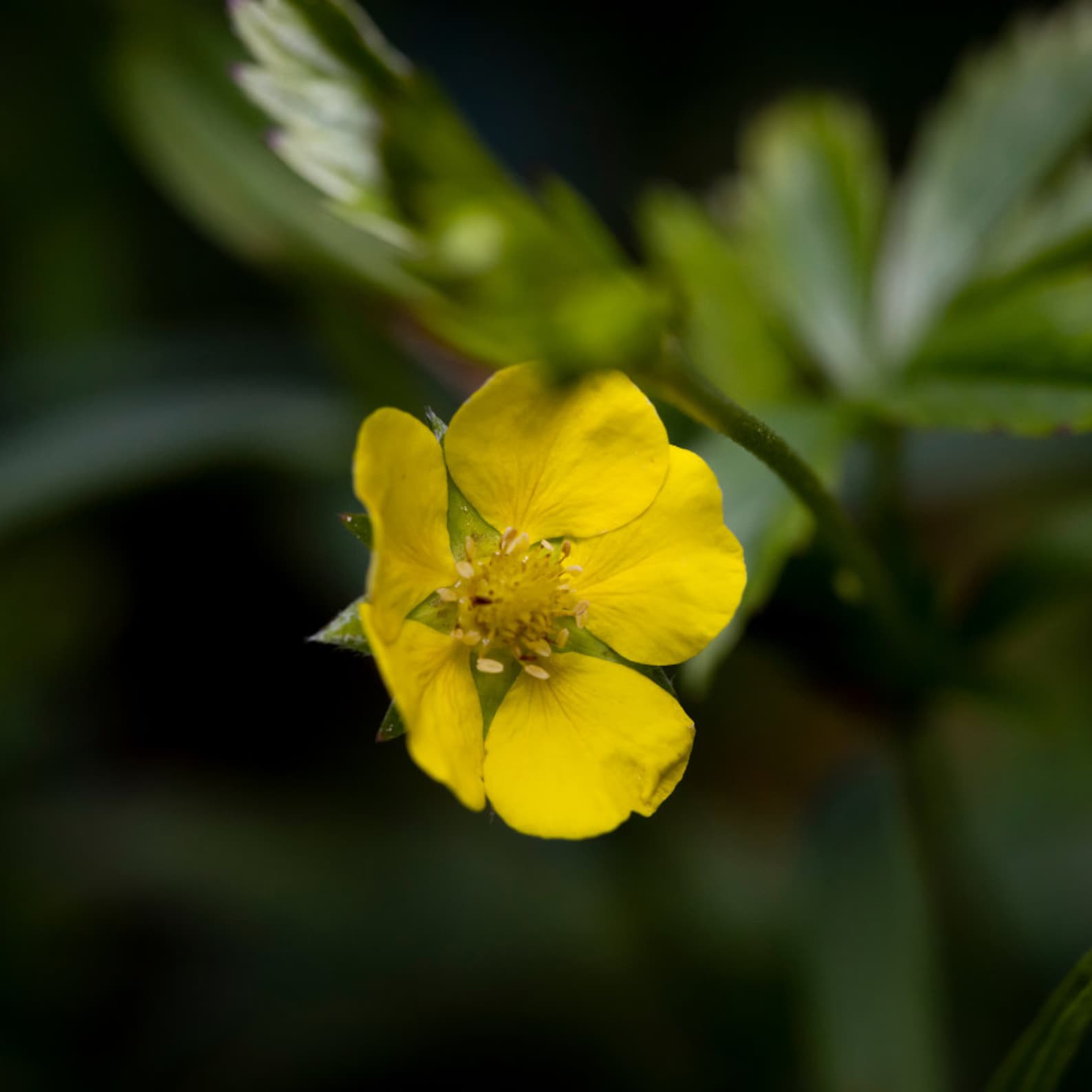 Bala Plant Seeds, Sida Cordifolia, 15 Count Cultivate Medicinal Herbs ...