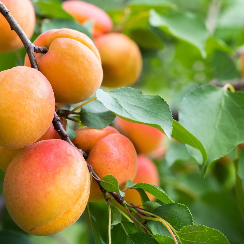 Rare Wild Indian Apricot Seeds Pack of 10, Non-gmo Small Fruit Seeds ...