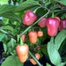 Fidalgo Roxa Hot Pepper Seeds Grow Your Own Fiery Chilies, Perfect ...
