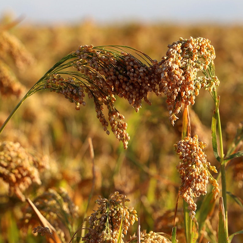 Millet Seed Multipack Choose 50/150/300, High Germination Rate, Ideal ...