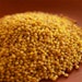 Millet Seed Multipack Choose 50/150/300, High Germination Rate, Ideal ...