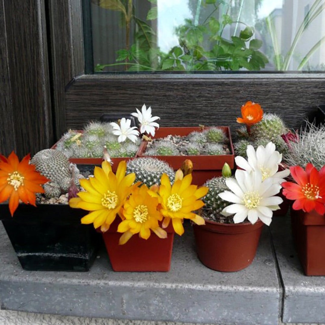 Vibrant Rebutia Cactus Mix 10 Colorful Seeds, Indoor/outdoor Desert ...