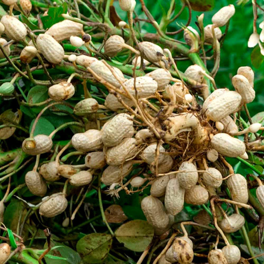 Premium Peanut Seeds Choose 30/100/200 Qty, High-yield Cultivar ...