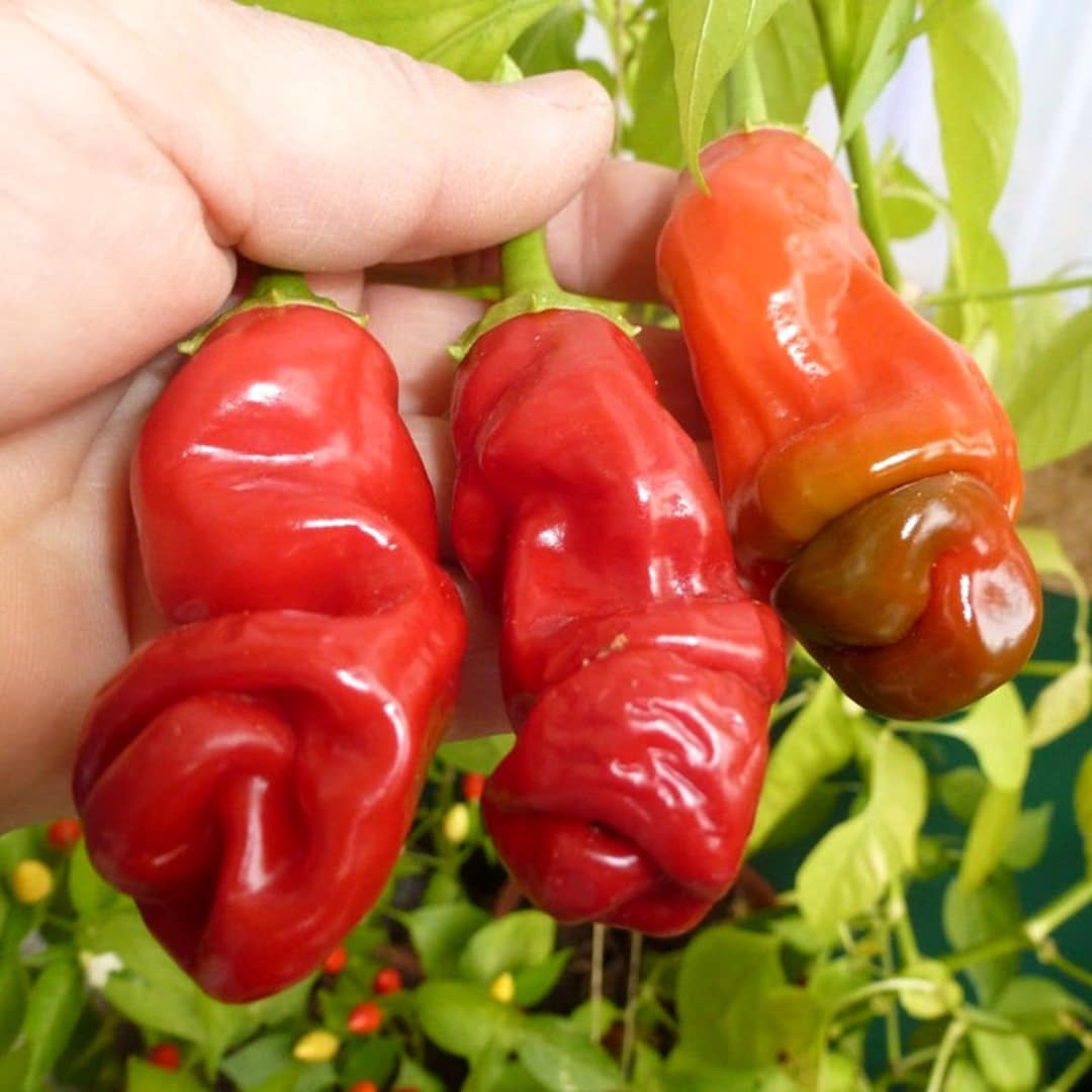 Grow Your Own Heat Red Peter Pepper Seeds 5 Pack, Exotic and Spicy ...