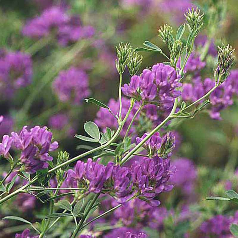 Lucerna Heirloom Seeds Variety 300/1200/6000 Options Cultivate Your ...
