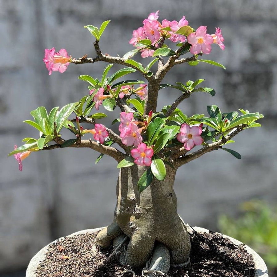 Golden Crown Adenium Arabicum 1st Gen 3 Samenpackung, exquisiter Bonsai ...