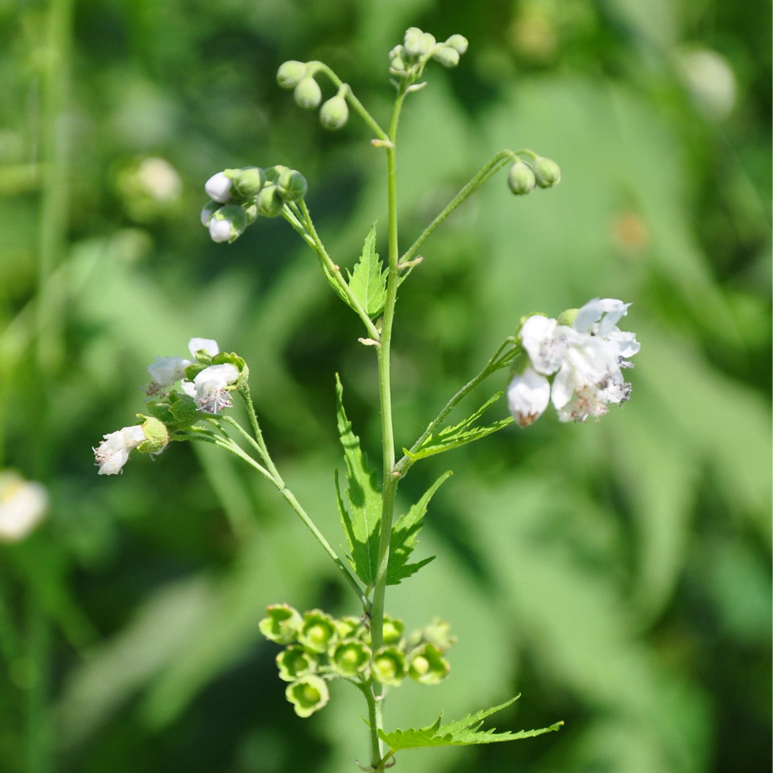 Bala Plant Seeds, Sida Cordifolia, 15 Count Cultivate Medicinal Herbs ...