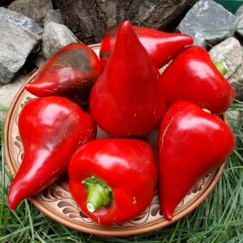 Lesya Sweet Pepper Seeds 5 Pcs Organic Heirloom Vegetable, Perfect for ...