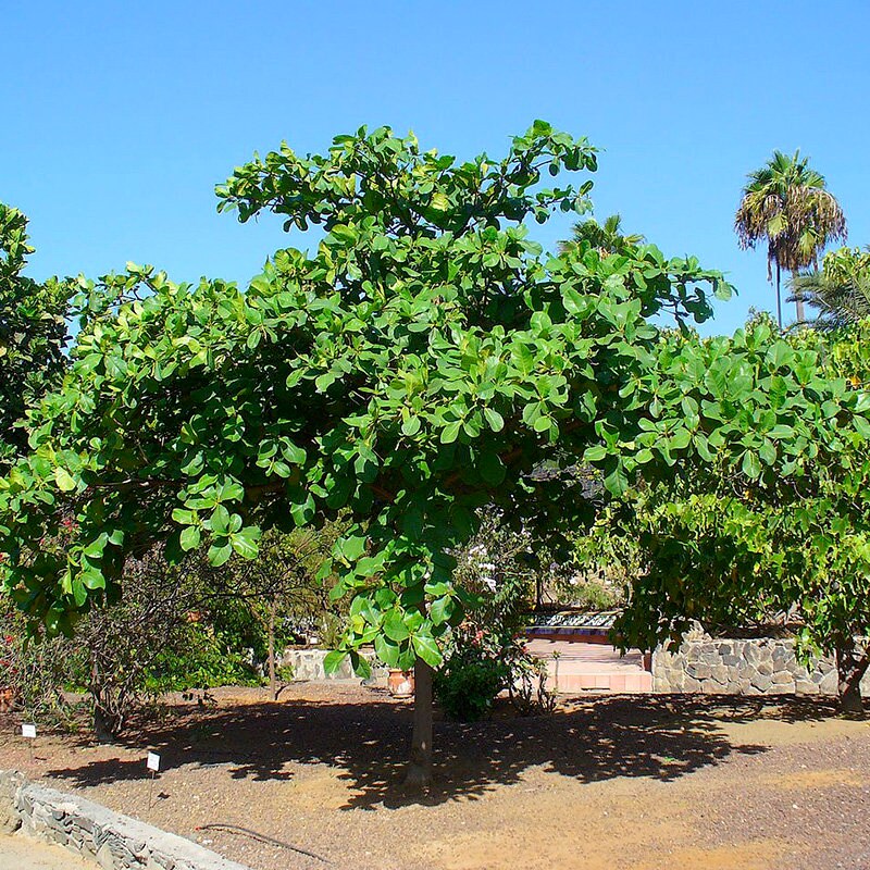 Indian Almond Seeds Trio, Organic Planting Kit, Exotic Tropical Bonsai ...