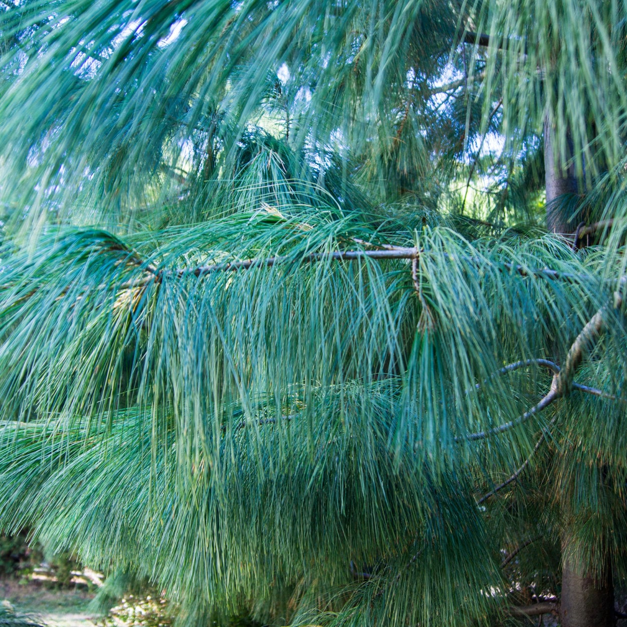 Blue Pine Seeds Pinus Excelsa, Himalayan Pinus Wallichiana, Rare Conifer Tree Seeds for Bonsai ...