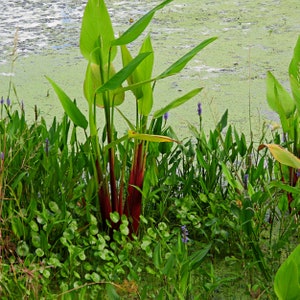 Thalia Geniculata Seeds 5 Pcs Rare Aquatic Plant, Water Garden ...