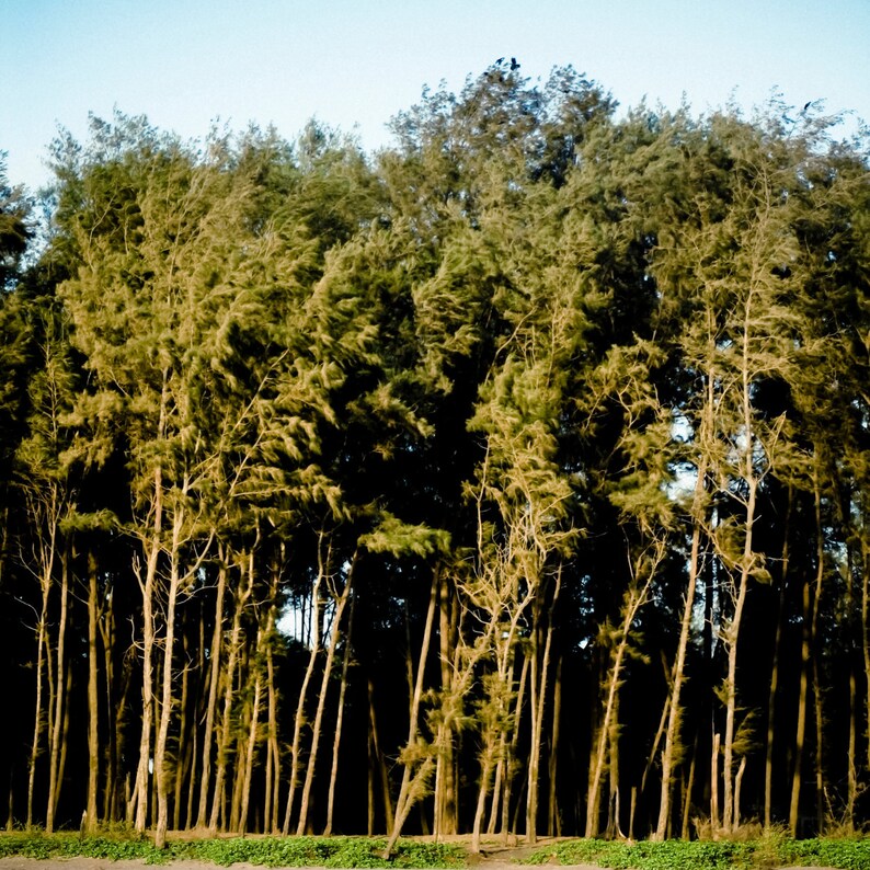 Casuarina Equisetifolia Seeds Grow Your Own Suru Tree, Australian Pine ...