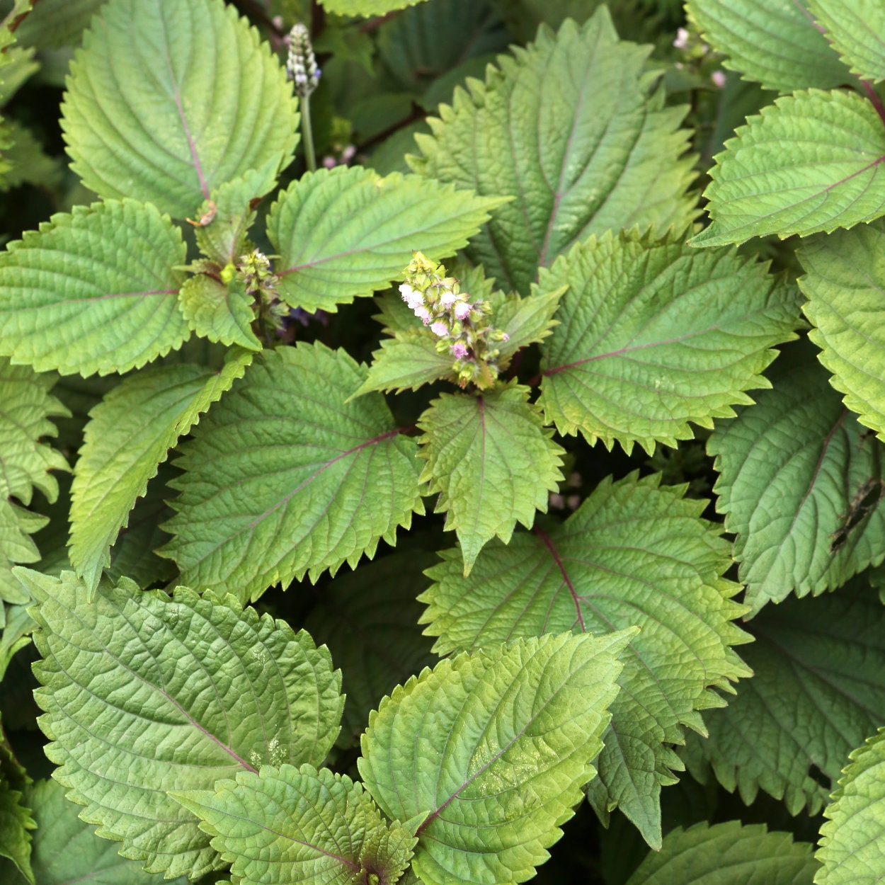 Perilla Frutescens Seeds Pack, 100 Organic Non-gmo Shiso Seeds, Home ...