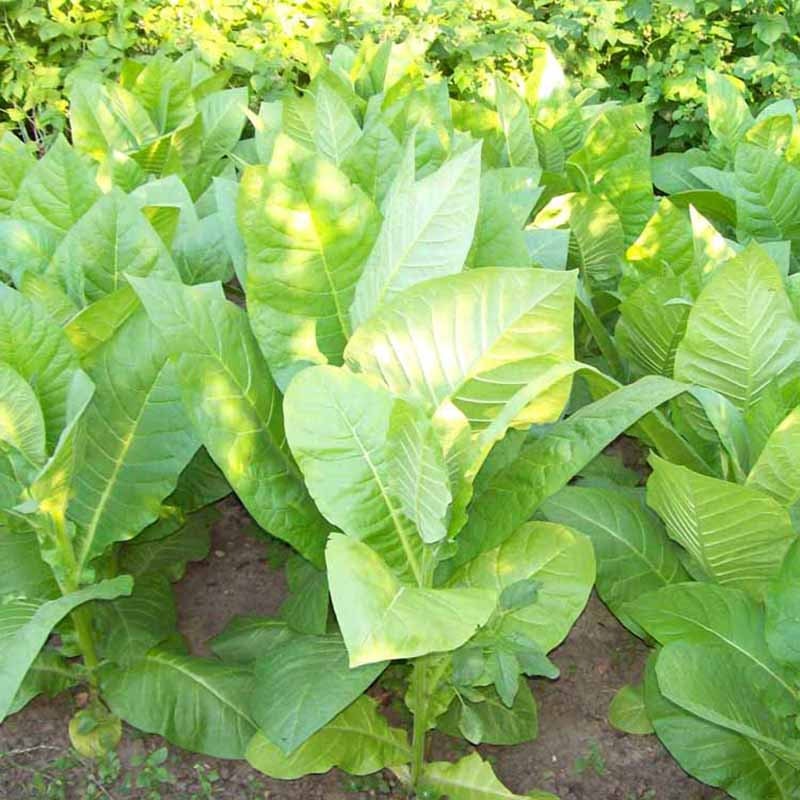 Tobacco Shag Saratovskaya Seeds, Premium Nicotiana Tabacum Variety for ...