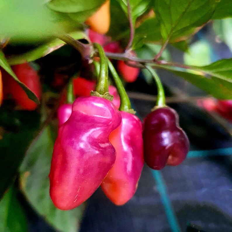 Fidalgo Roxa Hot Pepper Seeds Grow Your Own Fiery Chilies, Perfect ...