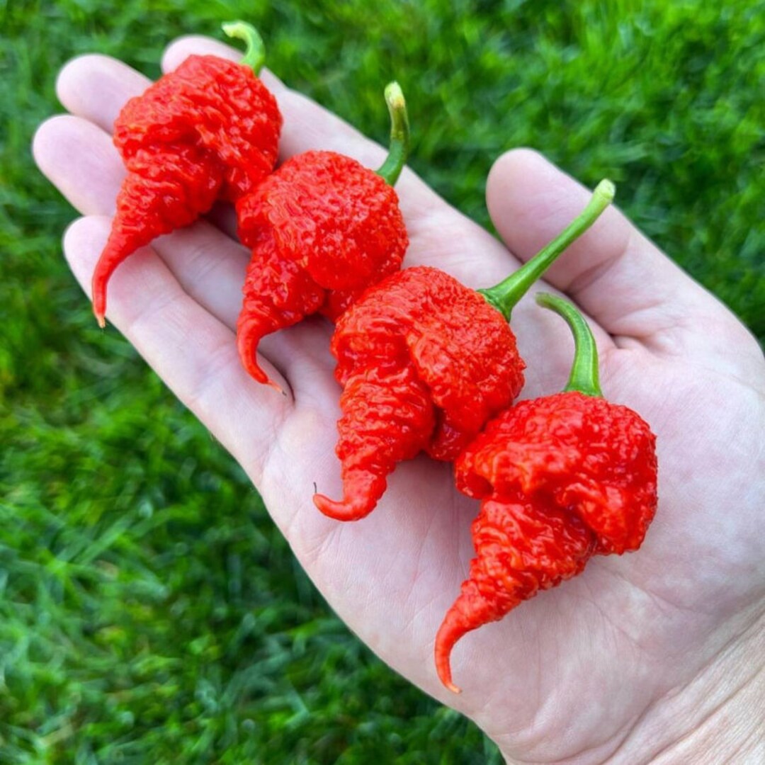 Exotic OMJI Pepper Seed Kit 5 Rare Seeds for Planting, Unique Hot ...