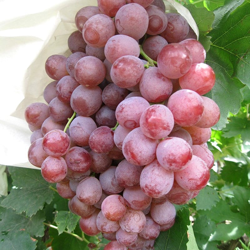 Red Globe Grape Seeds 5 Grow Big Luscious Grapes at Home Ideal for Wine ...