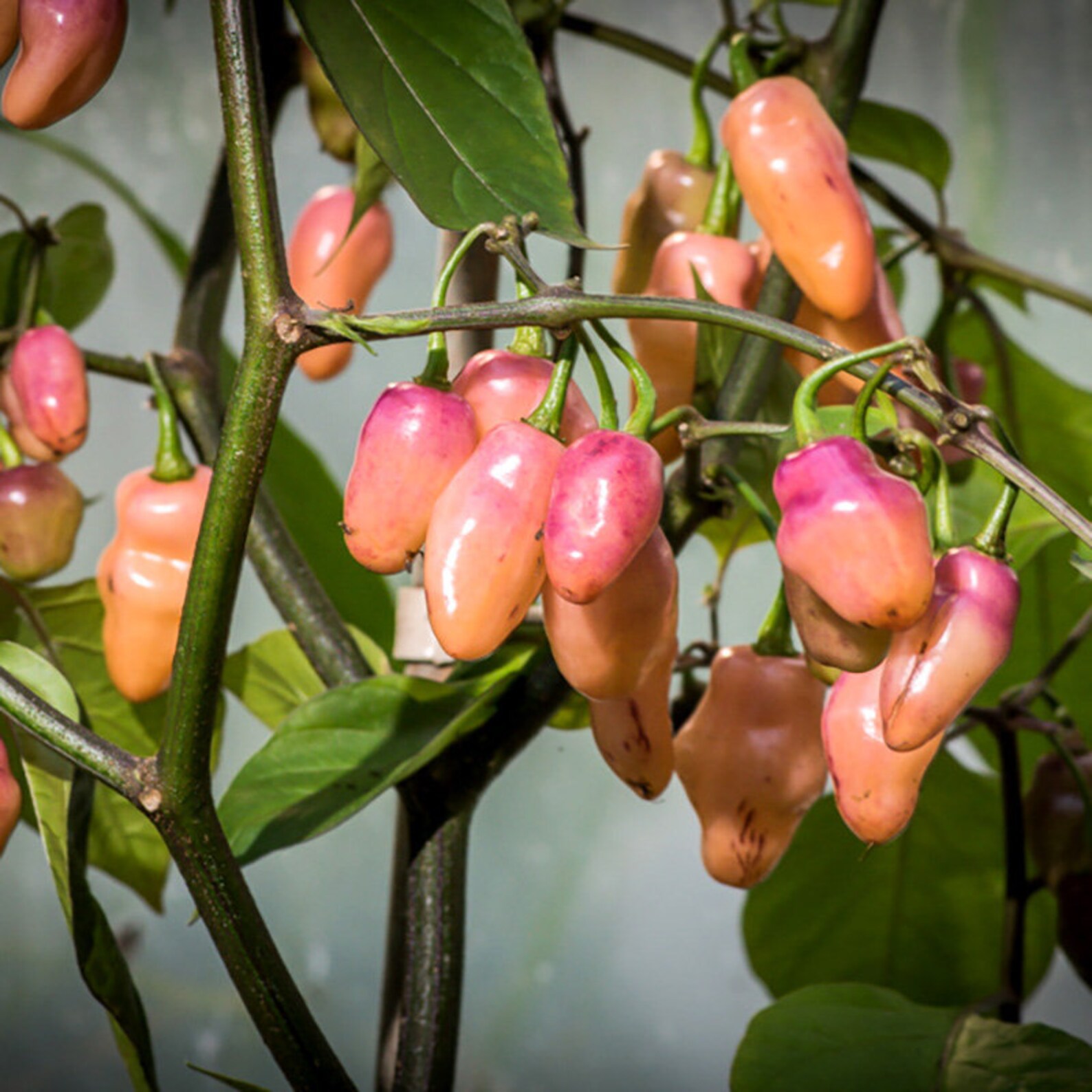 Fidalgo Roxa Hot Pepper Seeds Grow Your Own Fiery Chilies, Perfect ...