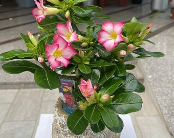 Adenium Arabicum 'black Giant' Seeds: Grow Your Own Exotic Desert Rose ...