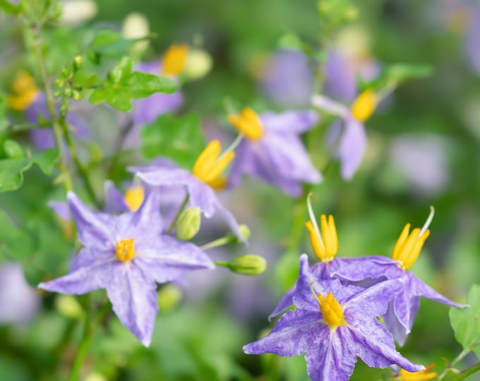 Kantakari Seeds Medicinal Herb Kandankathiri Solanum Virginianum ...