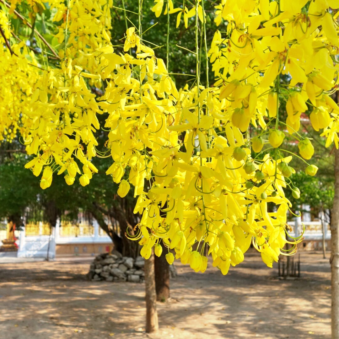 Rare Cassod Tree Seeds 10 Pack Cassia Siamea, Ideal for Tropical Gardens, Home Botany ...