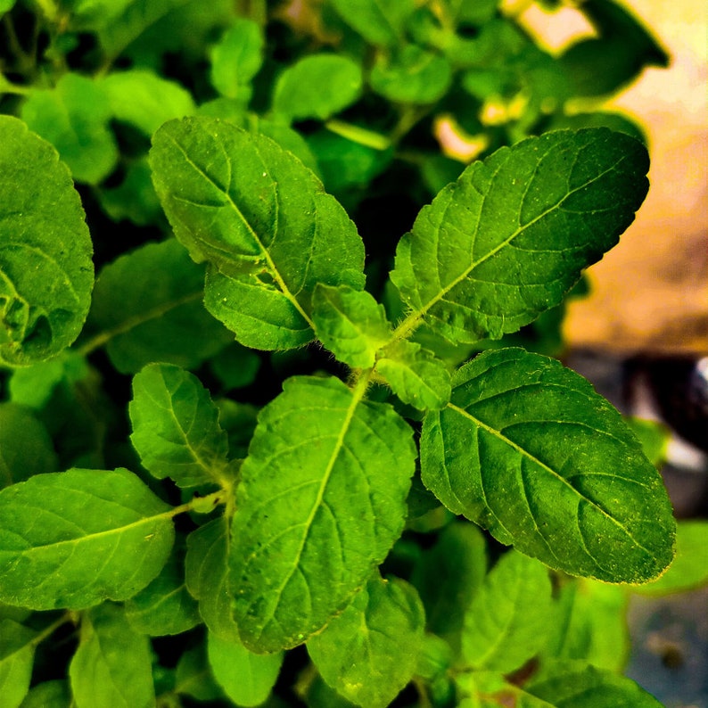 Krishna Tulsi Seeds Black Tulsi Variety, Sacred Basil for Home ...