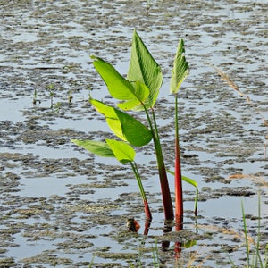 Thalia Geniculata Seeds 5 Pcs Rare Aquatic Plant, Water Garden ...