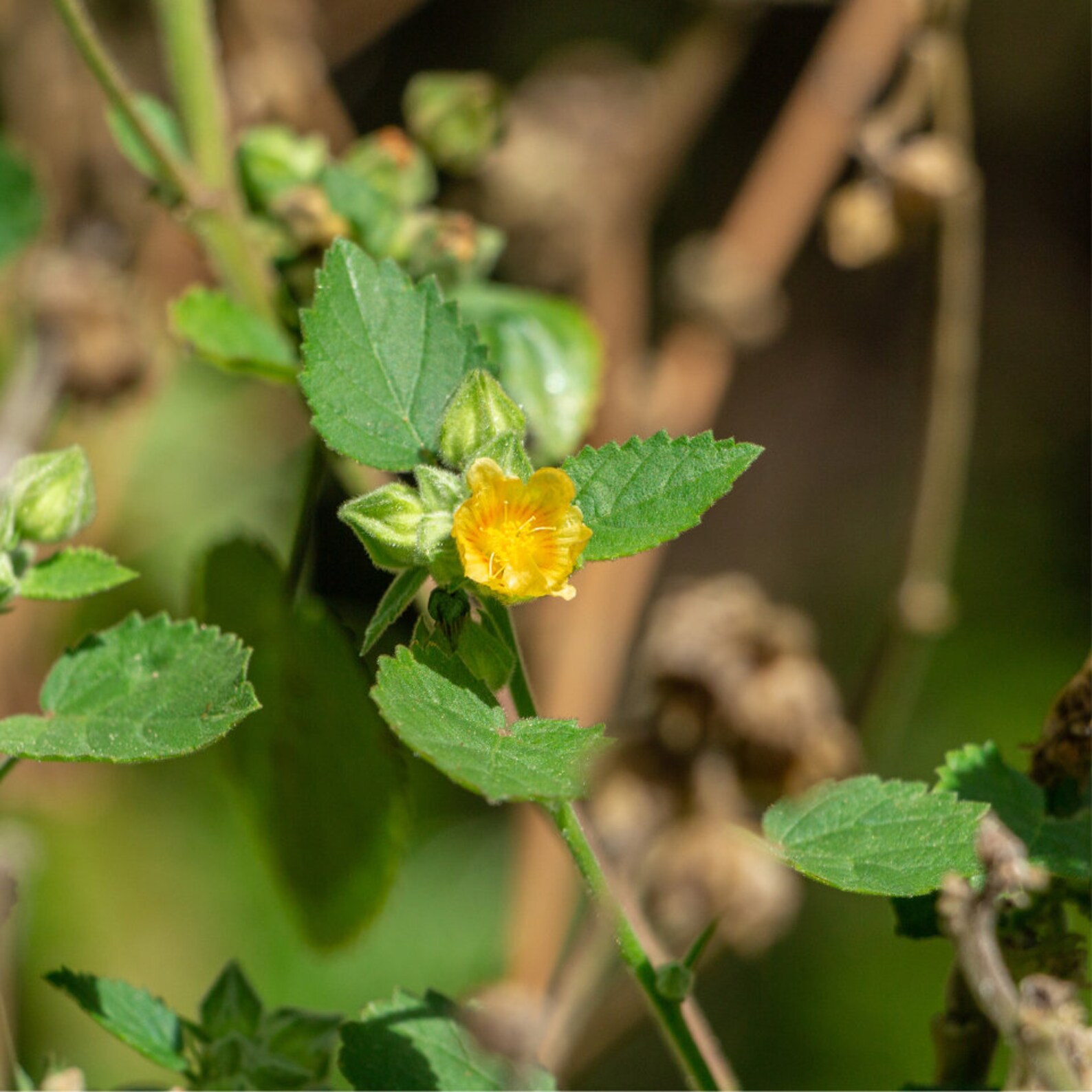 Bala Plant Seeds, Sida Cordifolia, 15 Count Cultivate Medicinal Herbs ...