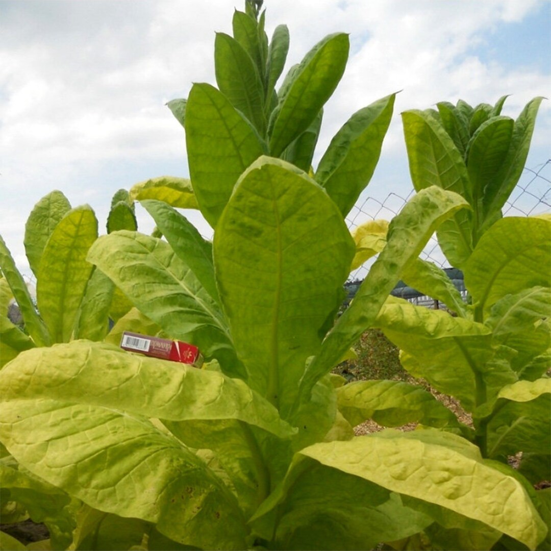 Tobacco Shag Saratovskaya Seeds, Premium Nicotiana Tabacum Variety for ...