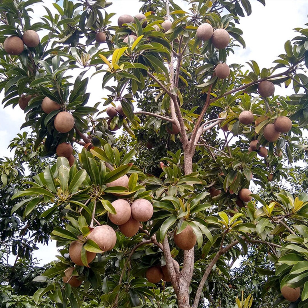 Grow Your Own Chikoo Rare Manilkara Zapota Seeds 5, Home Garden ...