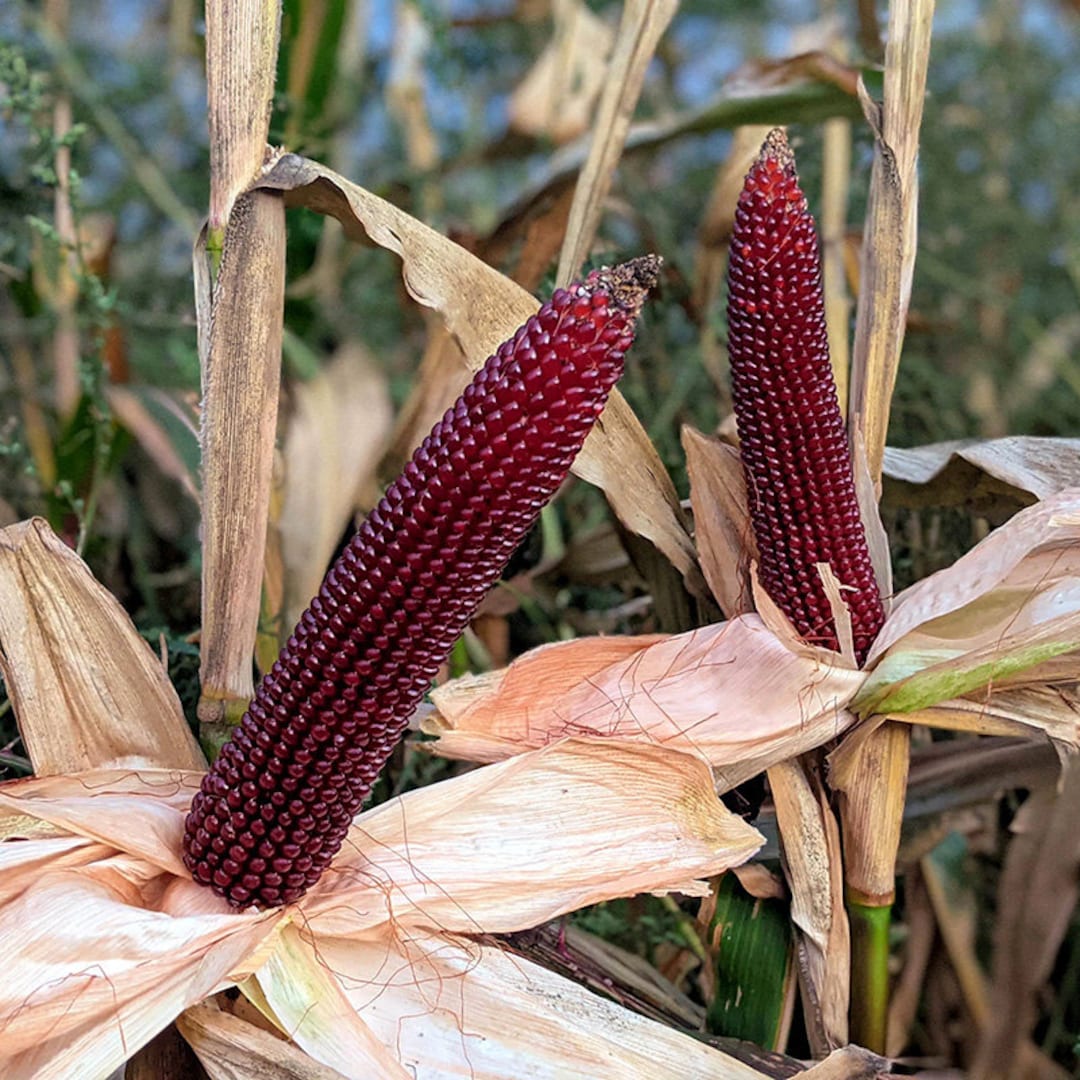 Red Ruby Corn 10/100/500 Pcs Fresh Seeds, Zea Mays Var. Indurata, Corn ...