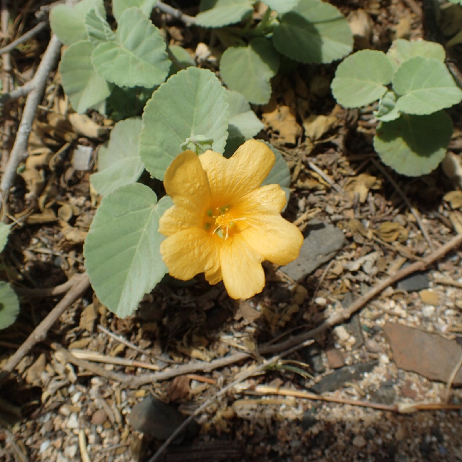 Bala Plant Seeds, Sida Cordifolia, 15 Count Cultivate Medicinal Herbs ...