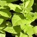 Thalia Geniculata Seeds 5 Pcs Rare Aquatic Plant, Water Garden ...