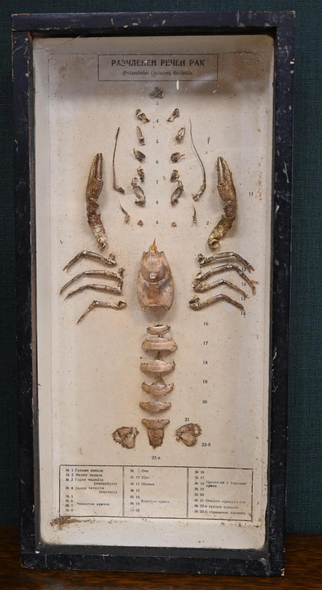 Vintage Crayfish Anatomical Model, 1930s Scientific Skeleton Display ...