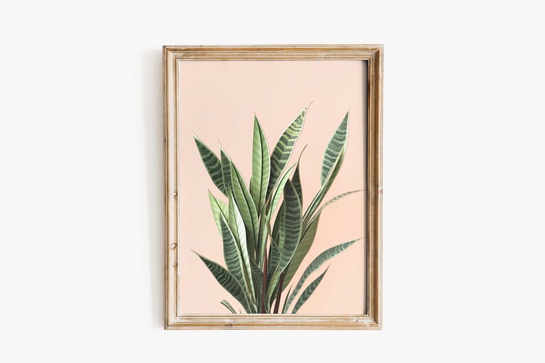 Snake Plant Art, Terracotta Snake Plant Printable, Sage Green Wall Art ...