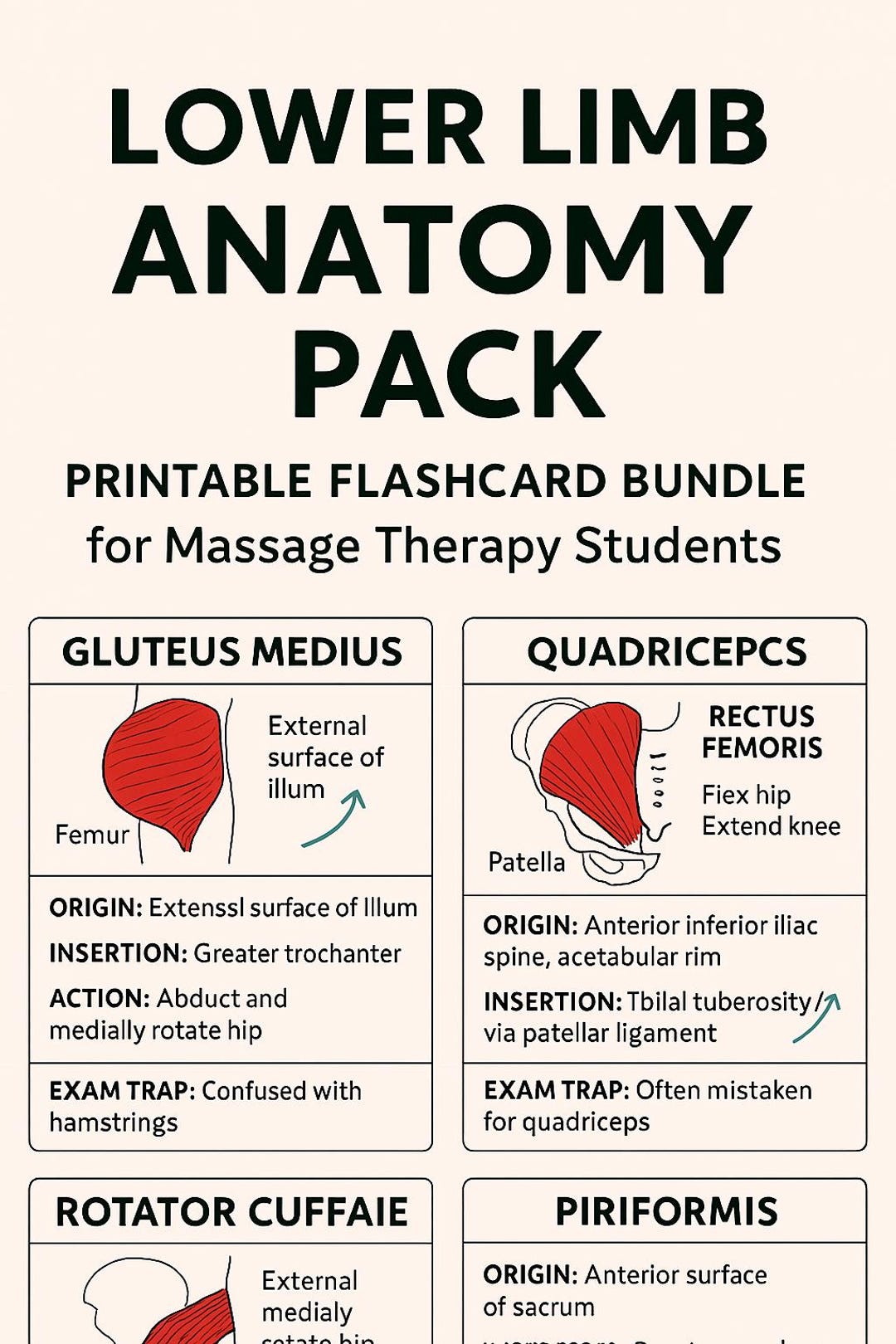 Lower Limb Anatomy Flashcard Bundle: Rotator Cuff, Quadriceps, Gluteals ...
