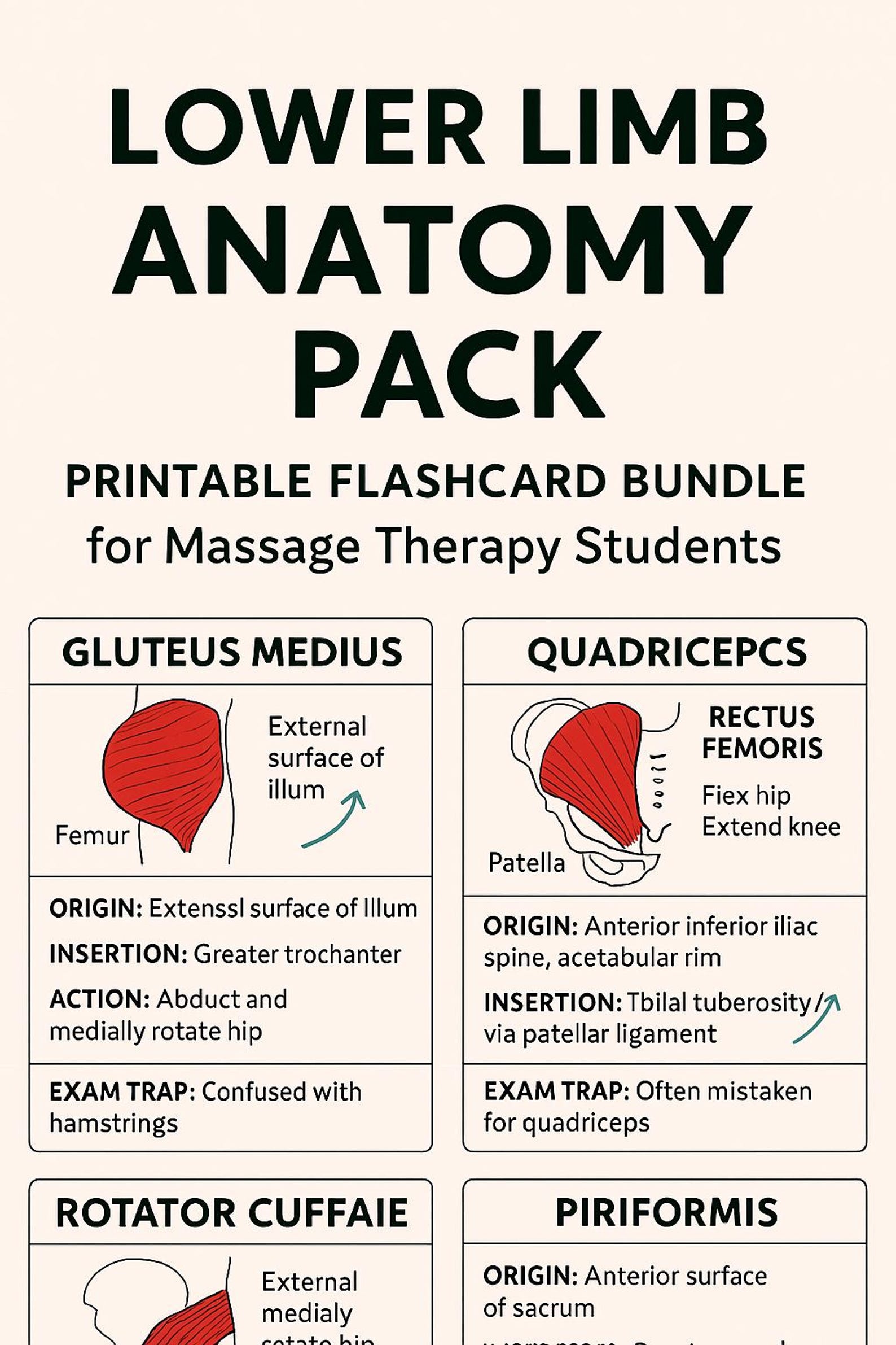Lower Limb Anatomy Flashcard Bundle: Rotator Cuff, Quadriceps, Gluteals ...
