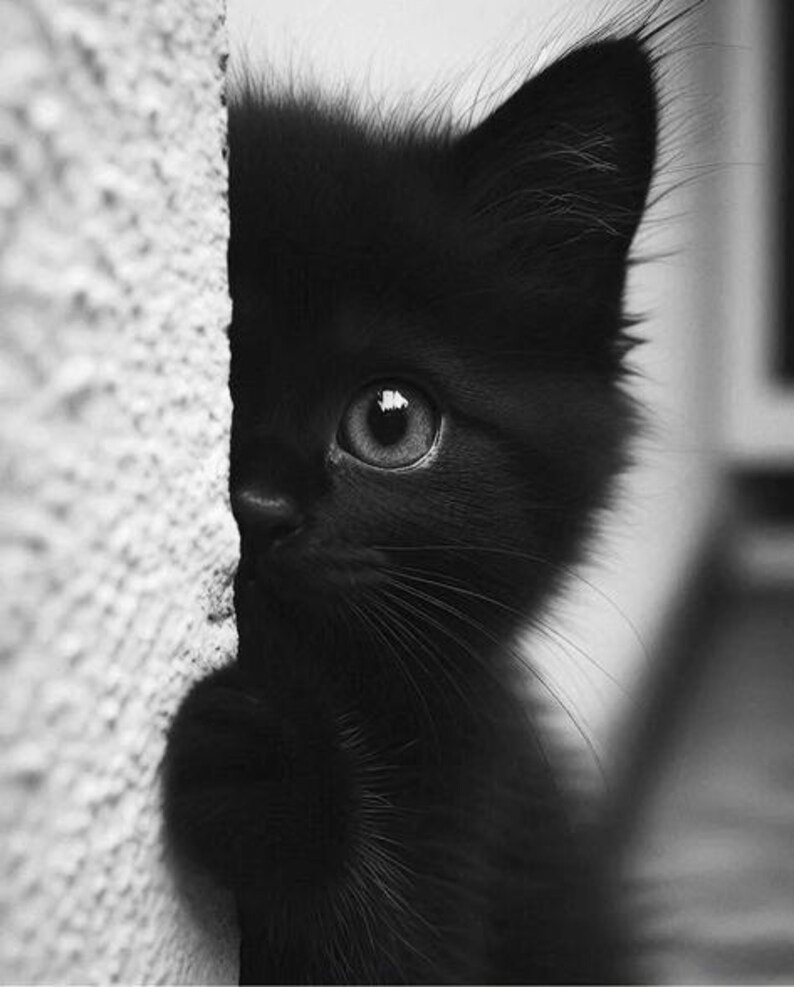Cute Cool Cats - Etsy