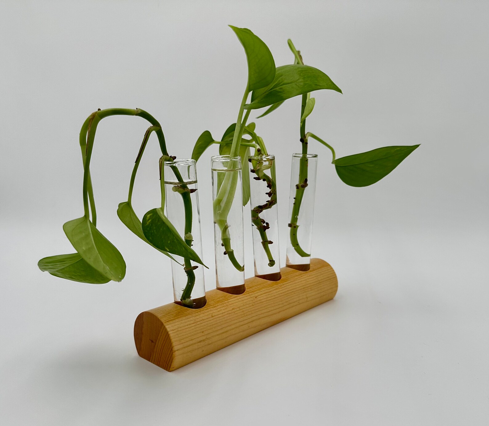 Plant Propagation Station 4 Test Tubes - Etsy