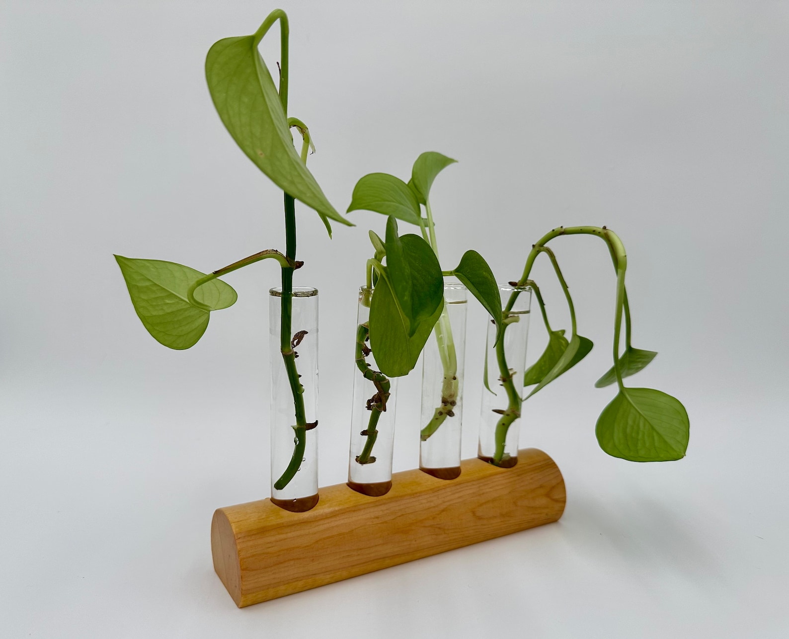 Plant Propagation Station 4 Test Tubes - Etsy