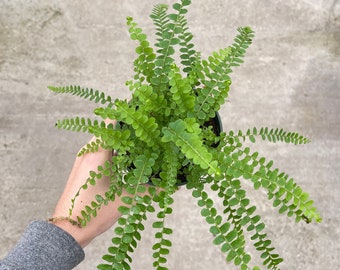 Lemon Button Fern, Nephrolepis Duffii, Rooted Plant Shipped in 3 Pot ...