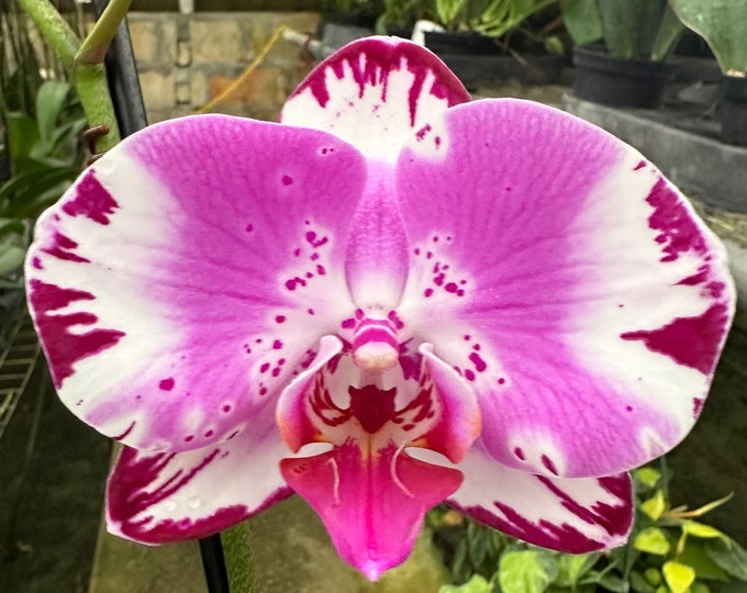 Phalaenopsis Orchid hippie Princess 5 CS - Etsy