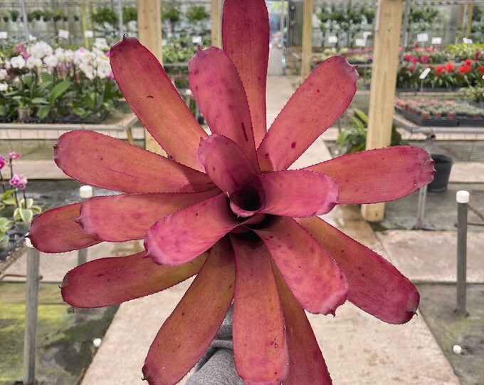 Tillandsia 'caput Medusa - Etsy