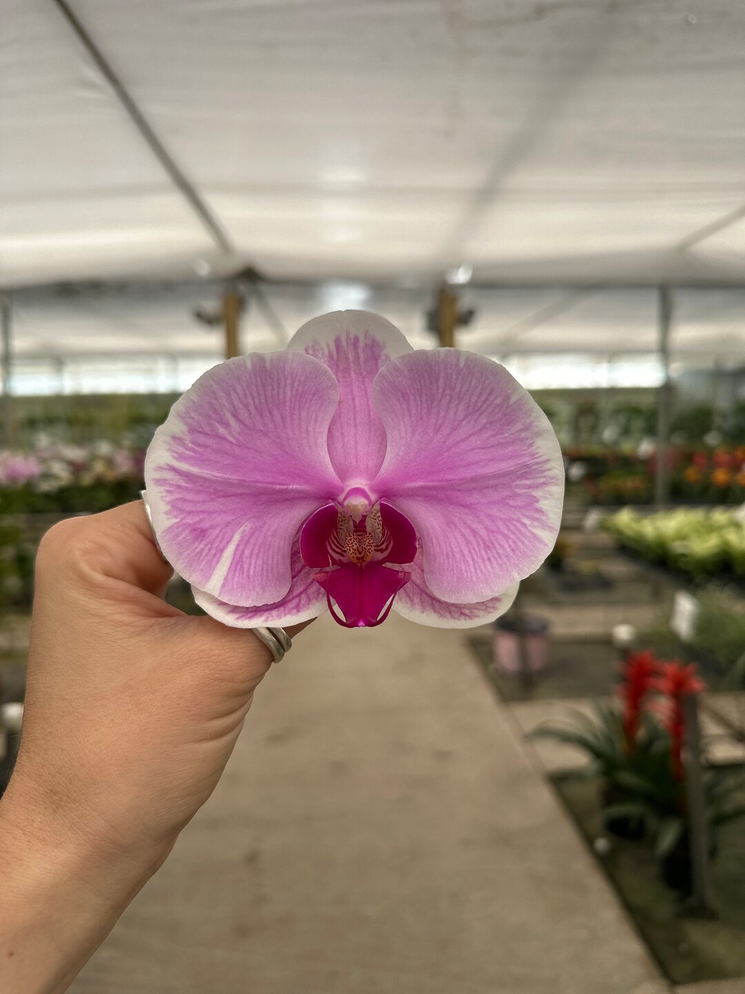 Phalaenopsis Orchid ‘sweet Pea’ 5” BS - Etsy