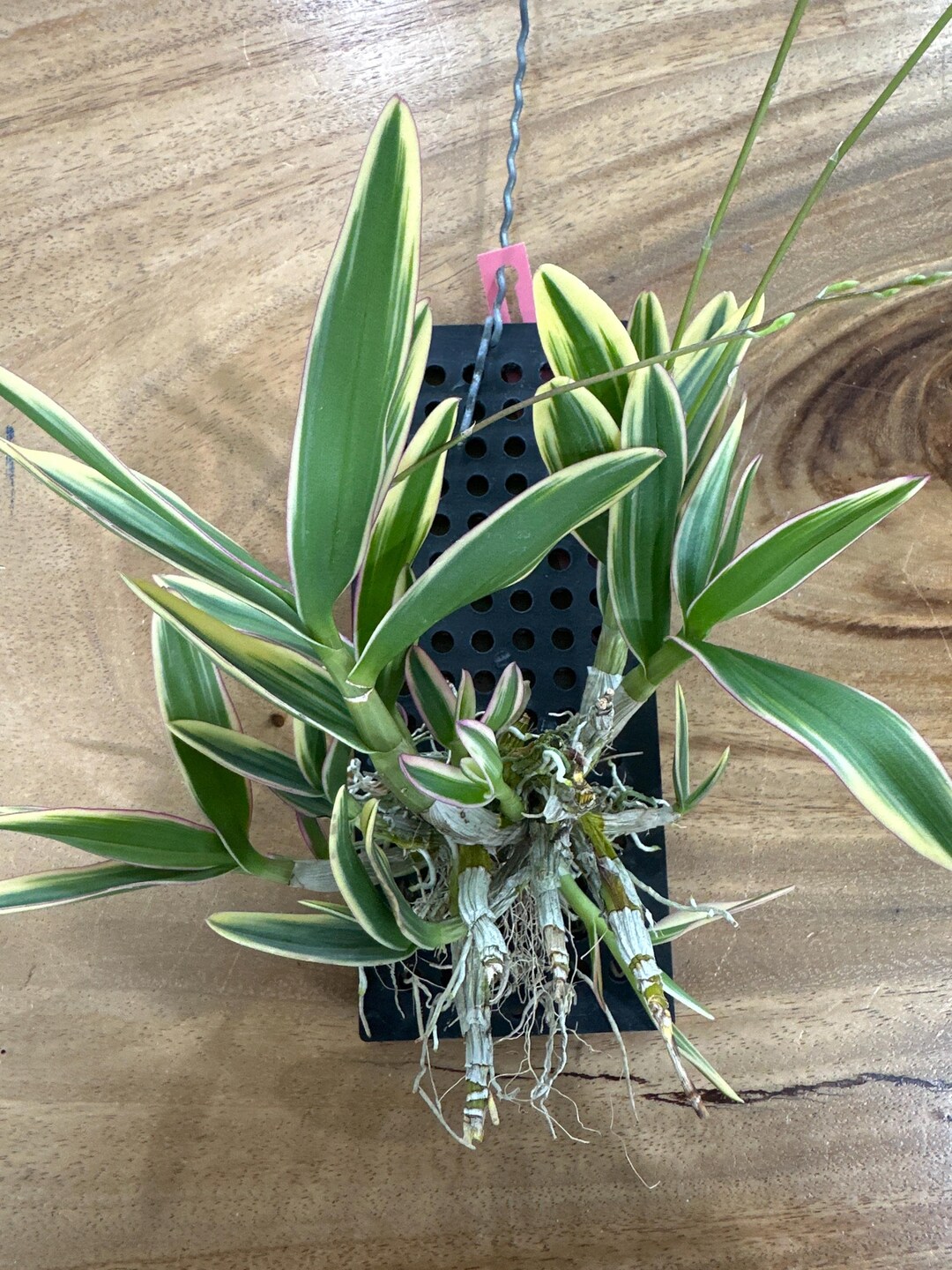 RARE Dendrobium Variegated Species ‘thai Pearl’ - Etsy Canada