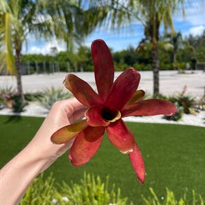 Neoregelia 'super Fireball' Bromeliad - Etsy