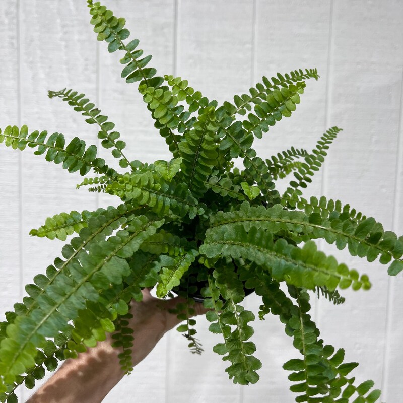 Button Fern - Etsy