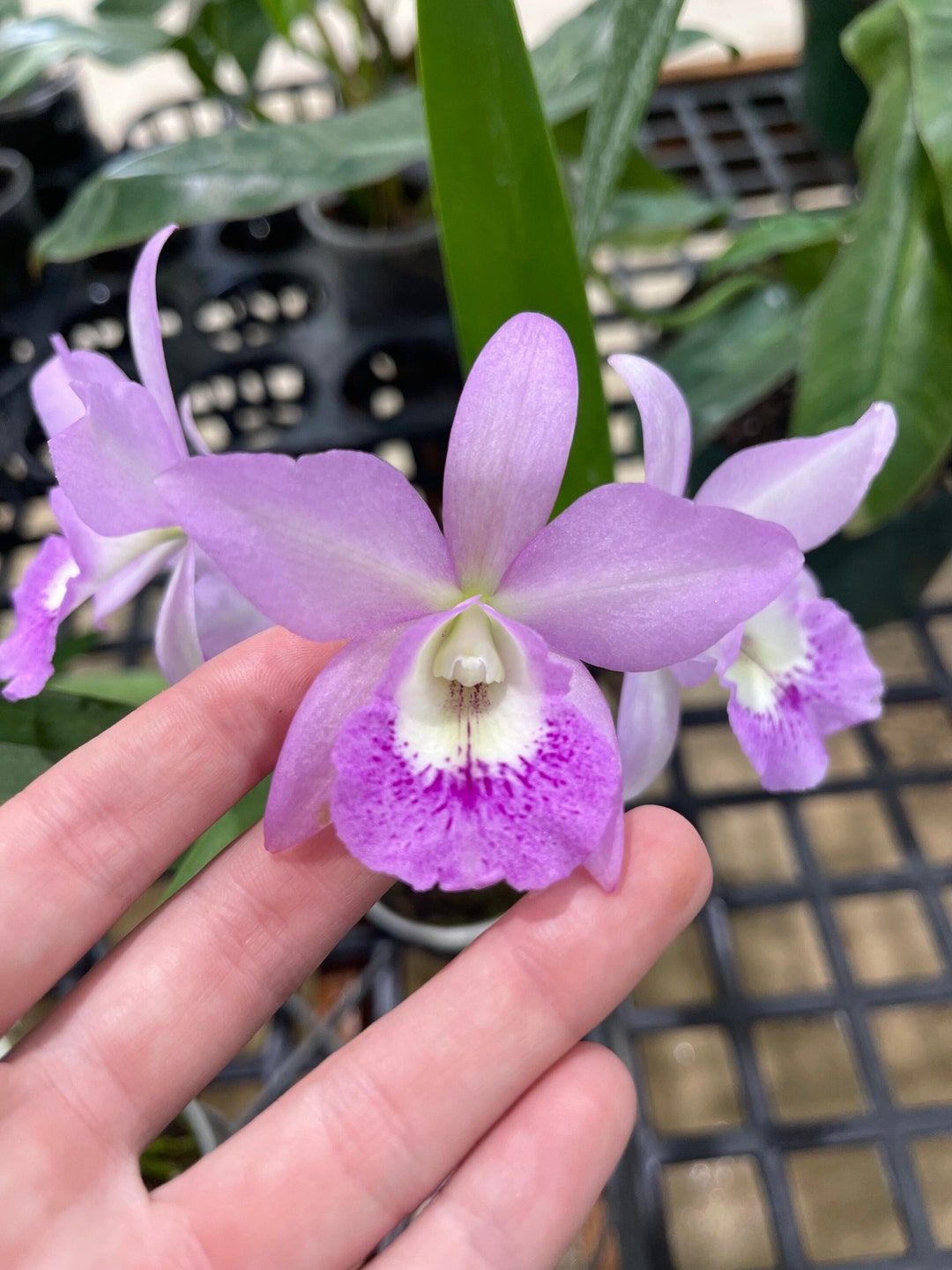 Cattleya Orchid baby Pink 4 - Etsy